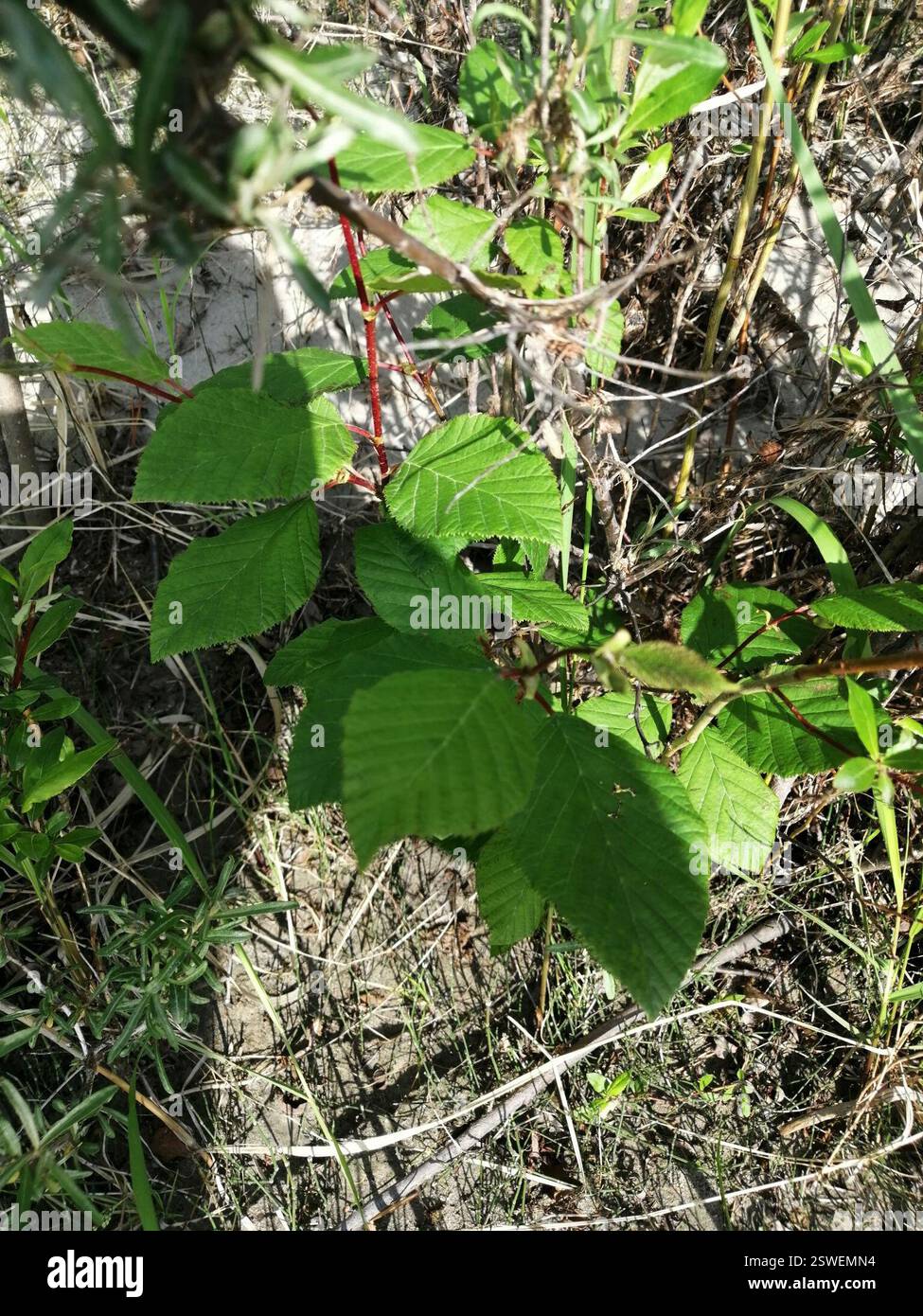 siberian alder (Alnus alnobetula fruticosa), Plantae, Usol'skiy rayon ...