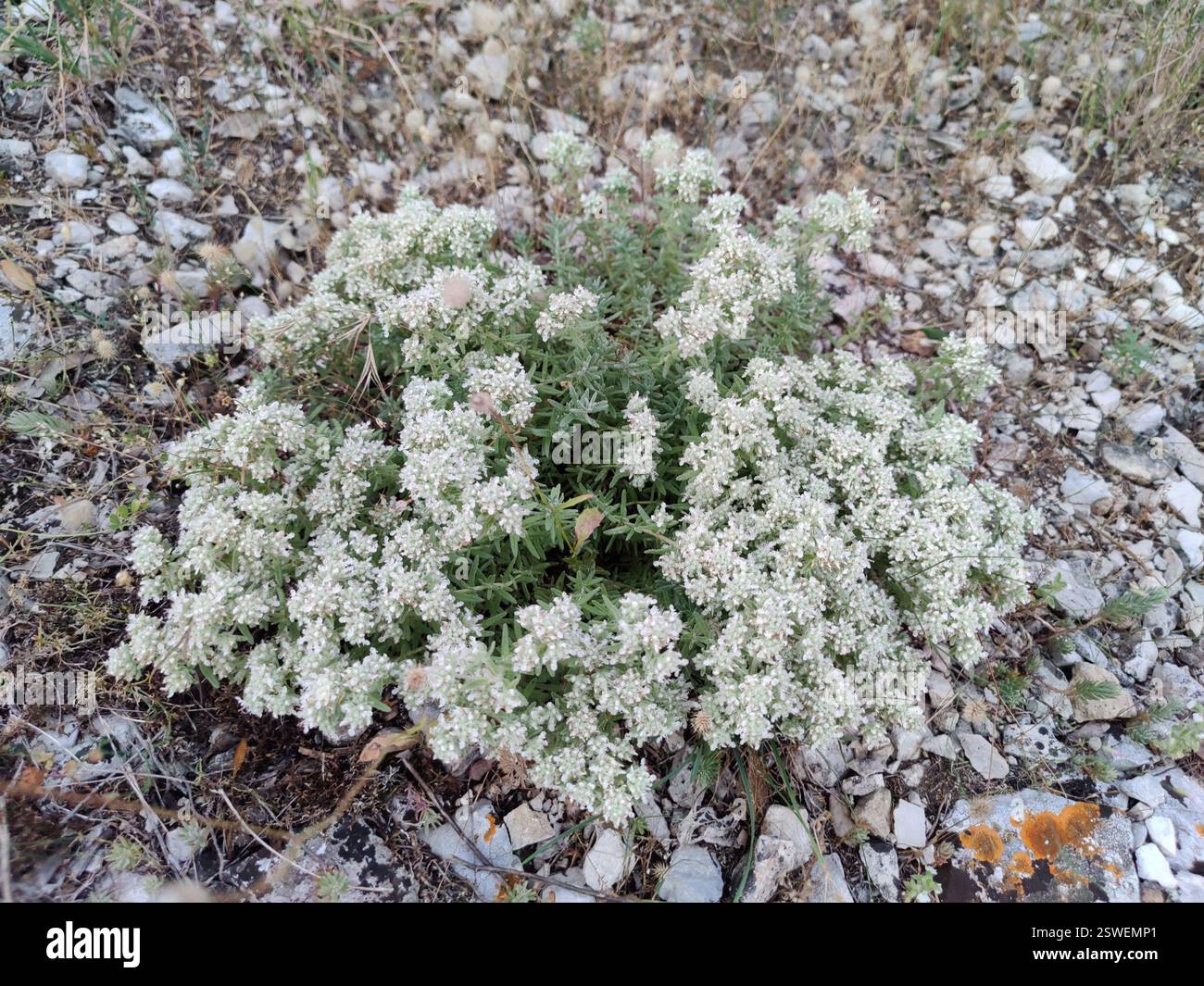 Felty Germander (Teucrium capitatum), Plantae, 21483, Borovik, Kroatien ...