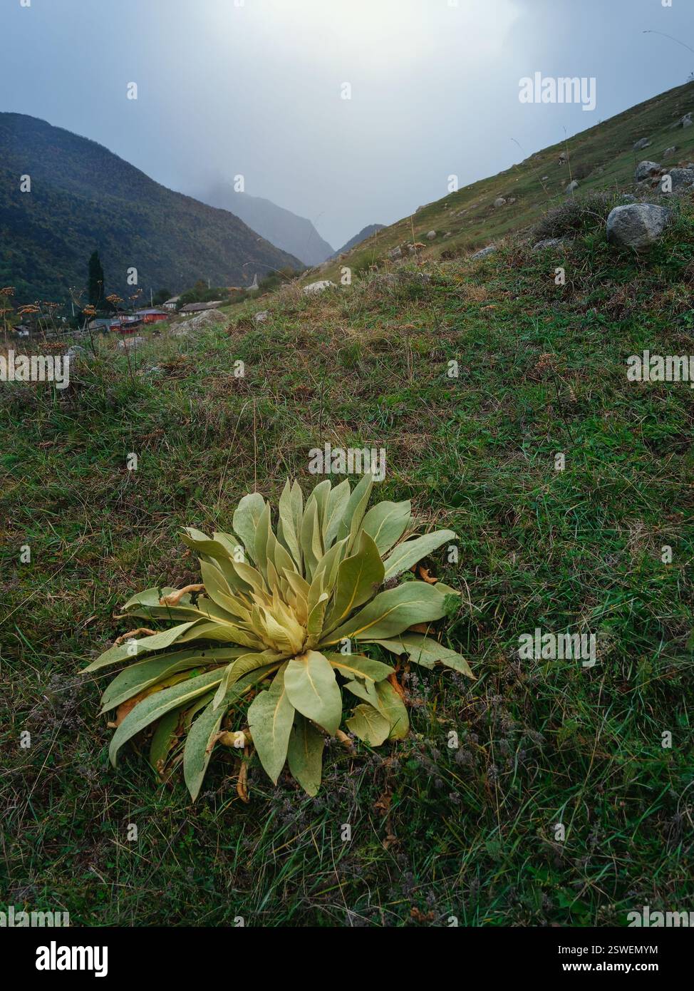 Beautiful green mullein bush in front of high evening mountains in ...