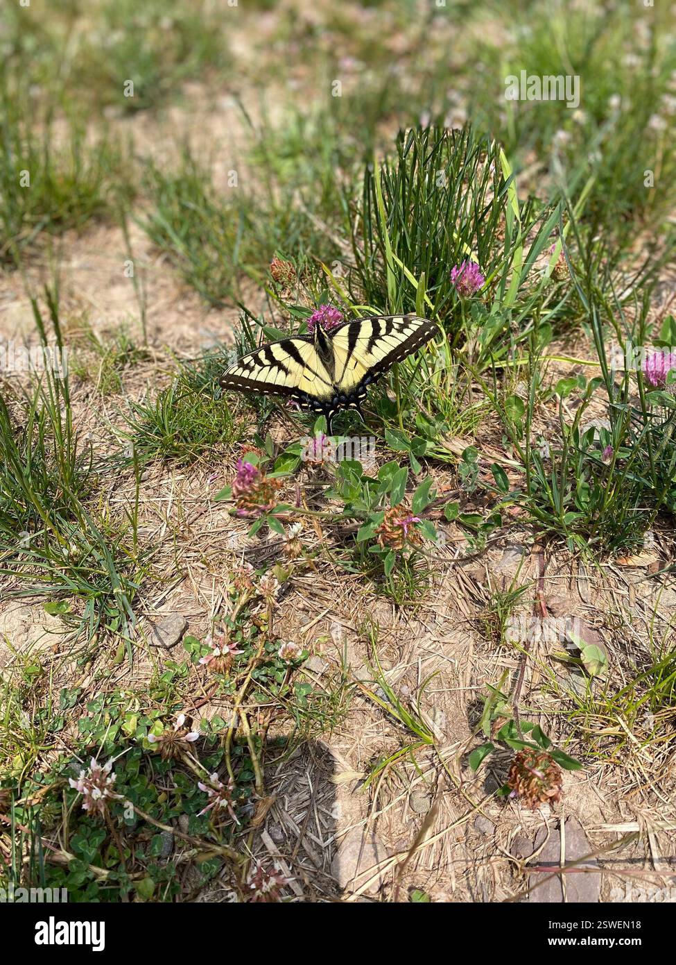 Eastern Tiger Swallowtail (Papilio glaucus), Insecta, Hathaway Rd ...