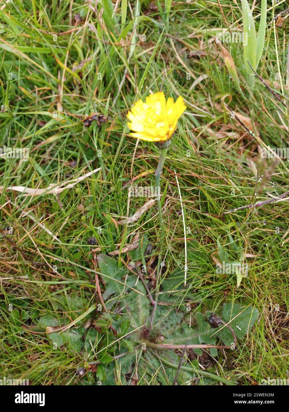 Common Cat's-ear (Hypochaeris radicata), Plantae, Pity Me, Durham DH1 ...