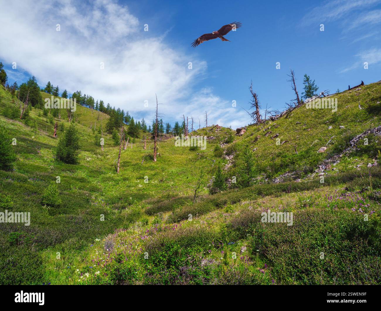 Flight above green mountain slope hi-res stock photography and images ...