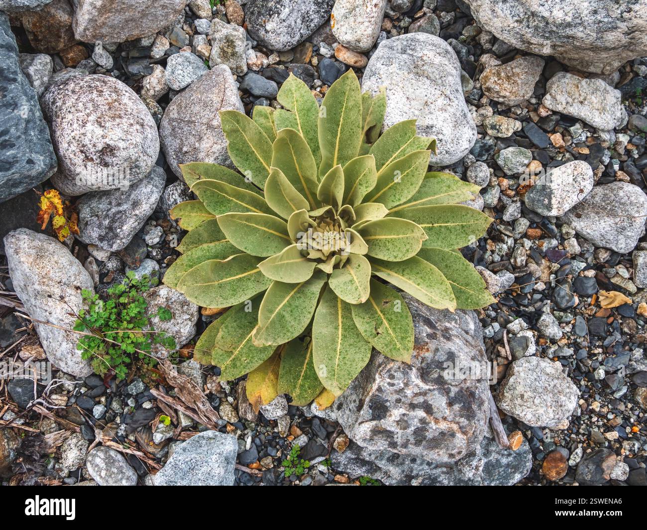 mullein plant in its first year, top view Stock Photo - Alamy