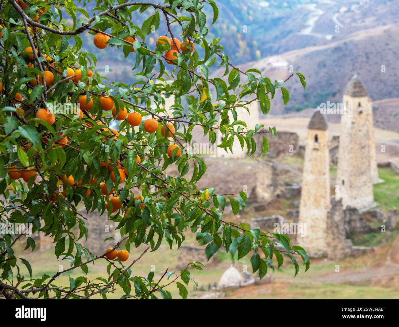 Selective focus. Ripe juicy branches with cherry plum. Mountain garden ...