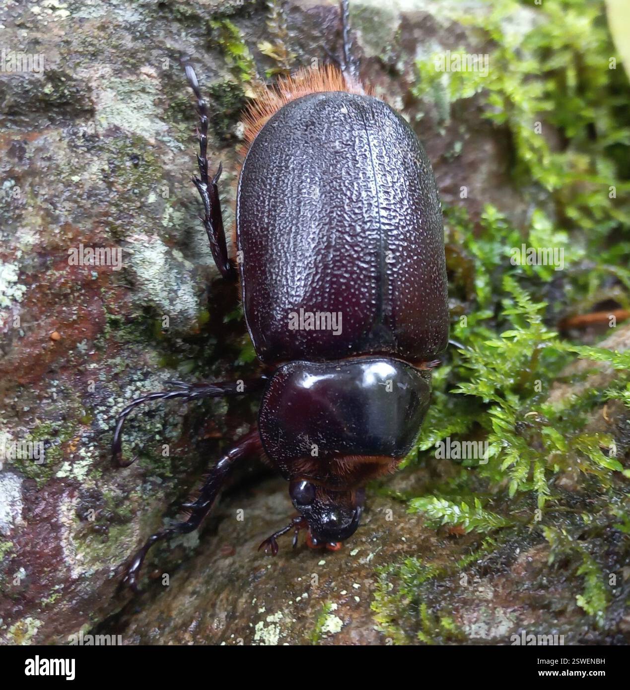 (Heterogomphus), Insecta, Termales Los Volcanes Stock Photo - Alamy