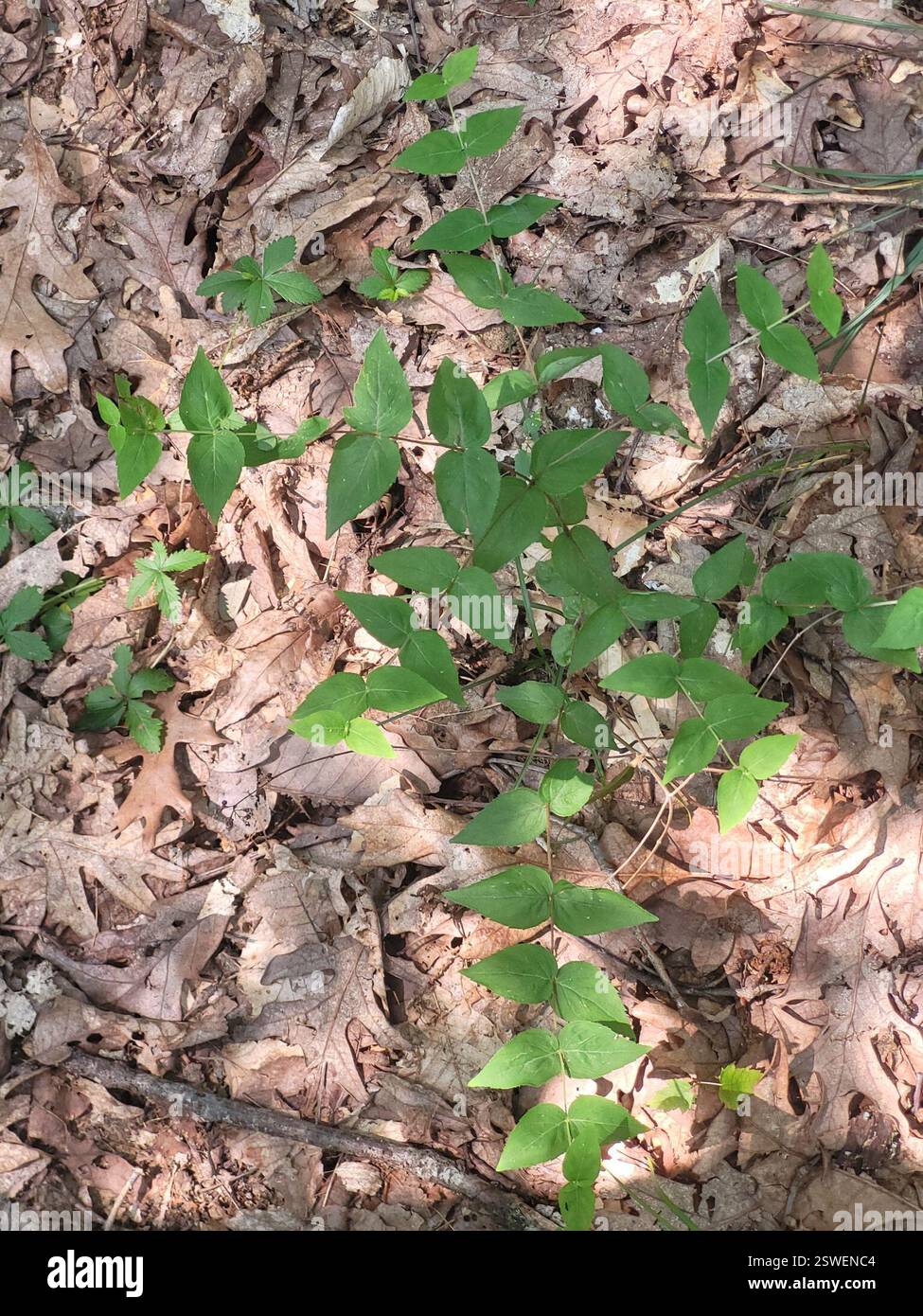 common dittany (Cunila origanoides), Plantae, Fox Chase, KY 40165, USA ...