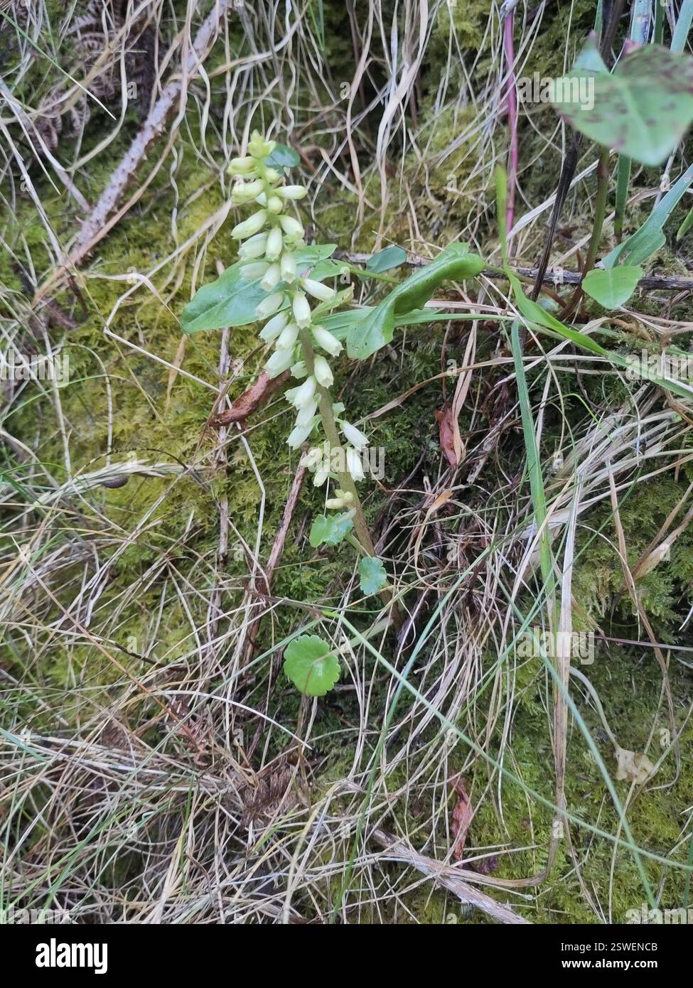 Wall Pennywort (Umbilicus rupestris), Plantae, 4GVM+F6X, Douglas IM1 ...