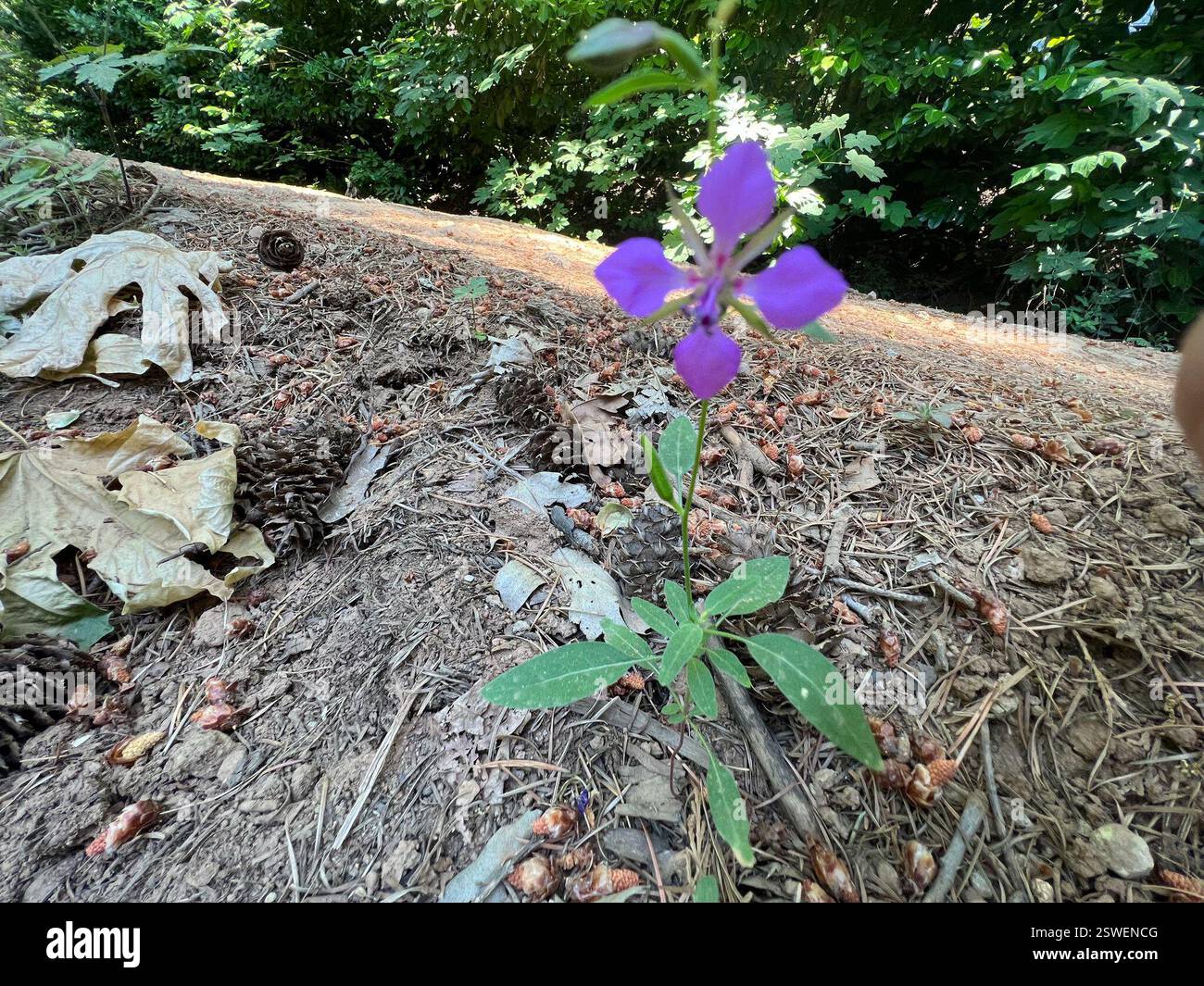 diamond clarkia (Clarkia rhomboidea), Plantae, Big Blue Rd, Nevada City ...