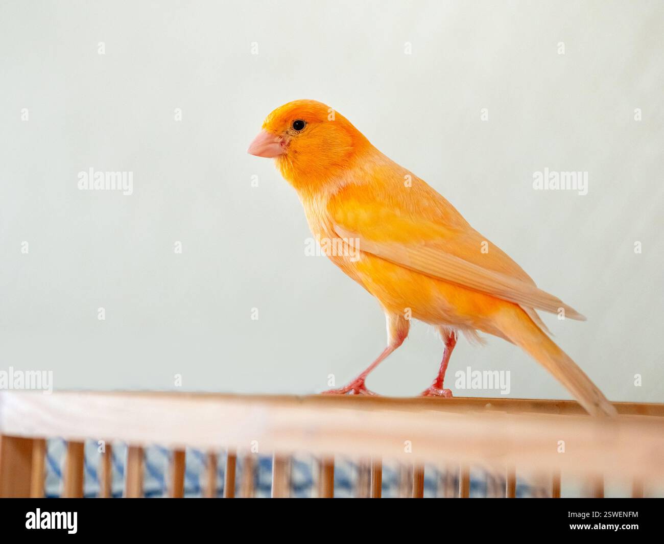 Male Curious orange canary looks straight sitting on a cage on a light ...