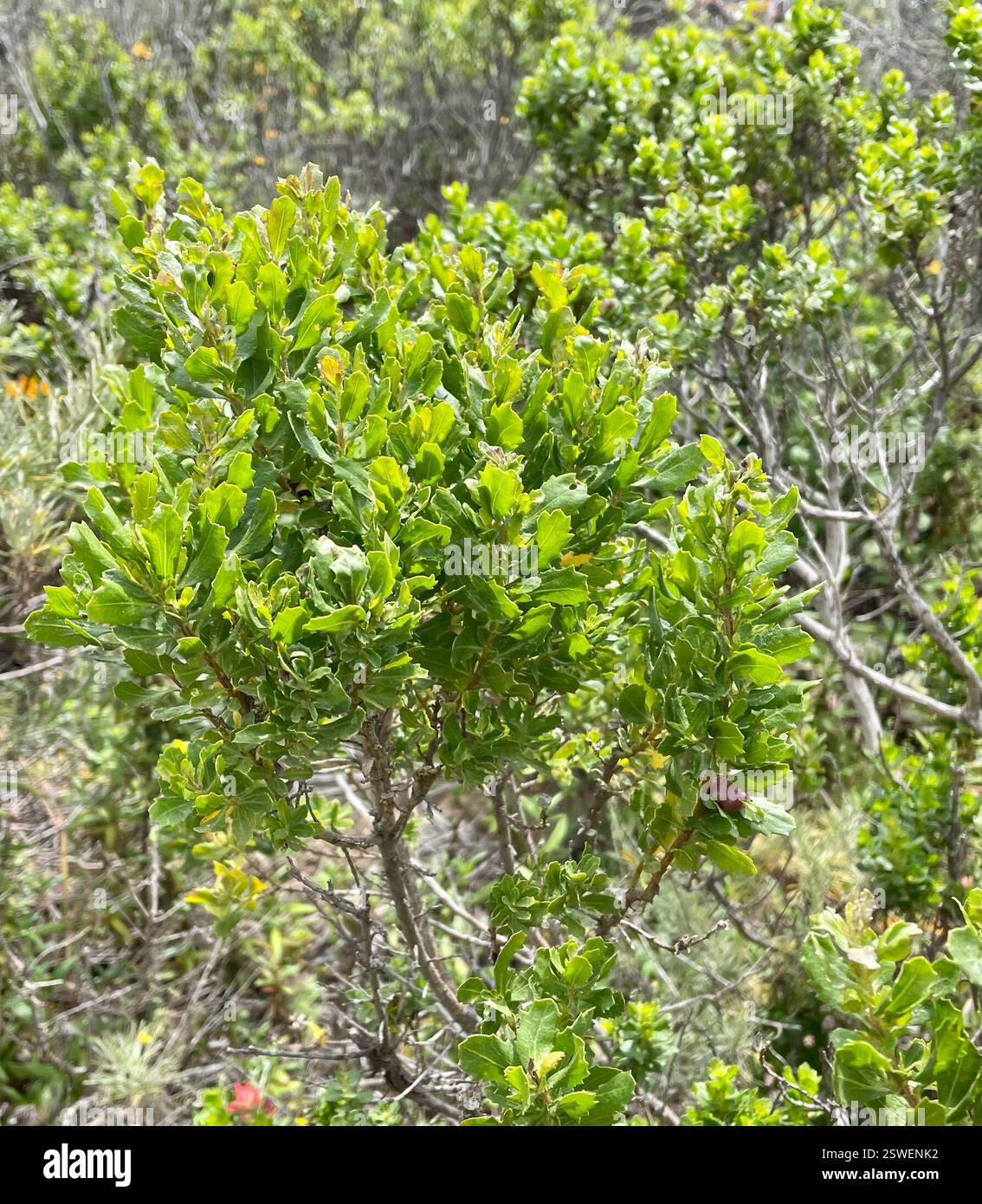 Coyote Brush Bud Gall Midge (Rhopalomyia californica), Insecta ...