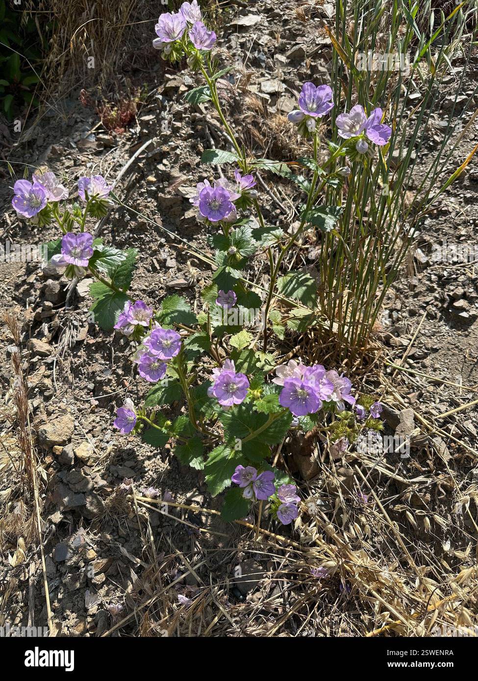 Large-flowered Phacelia (Phacelia grandiflora), Plantae, Getty View ...