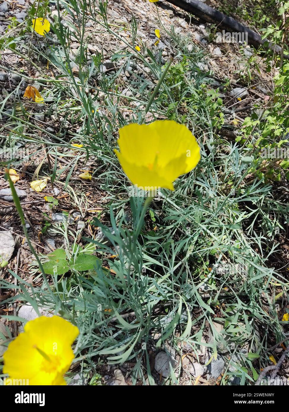 Mexican tulip poppy (Hunnemannia fumariifolia), Plantae, Rayones, N.L ...