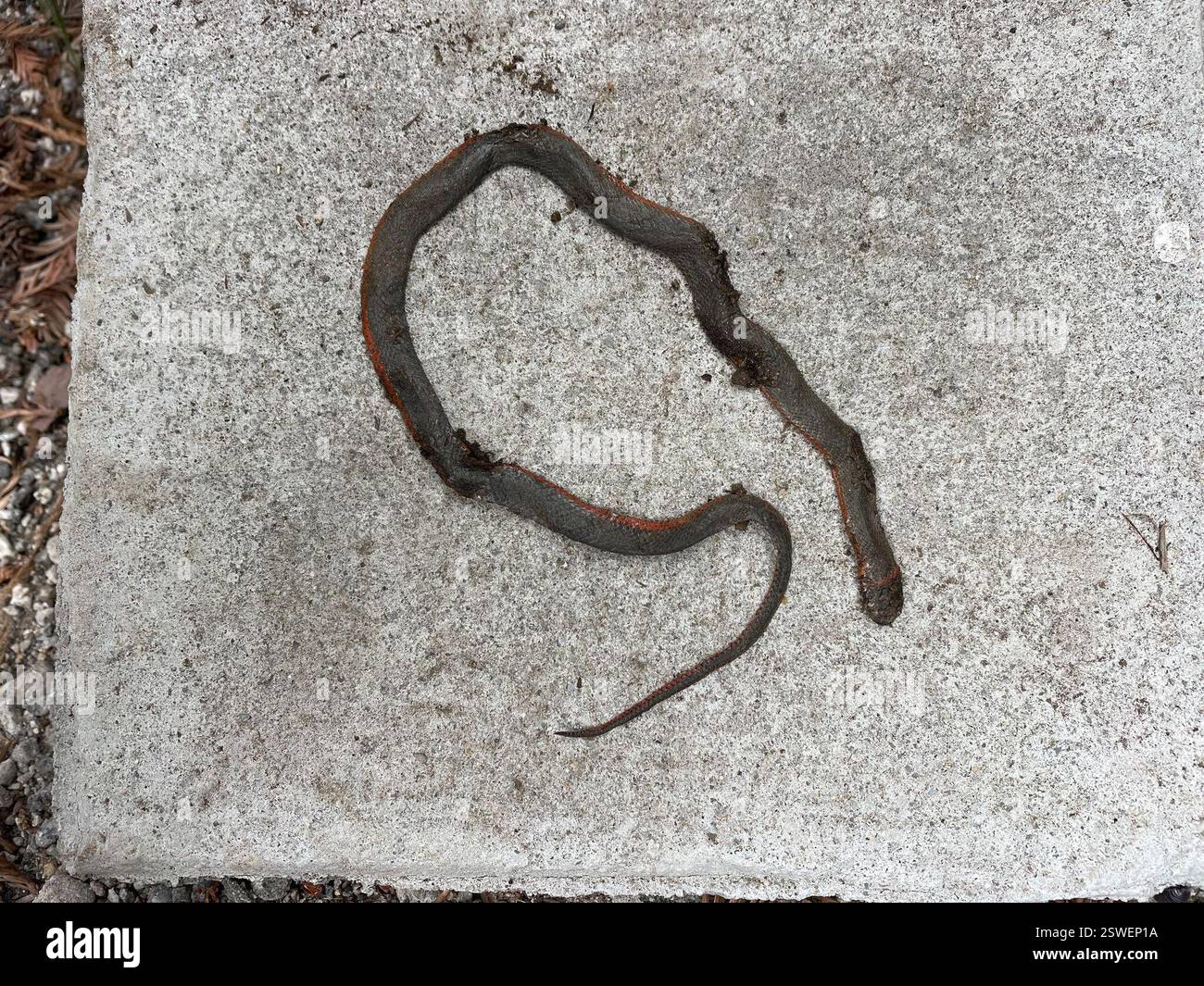 Family of colubrid snakes hi-res stock photography and images - Alamy