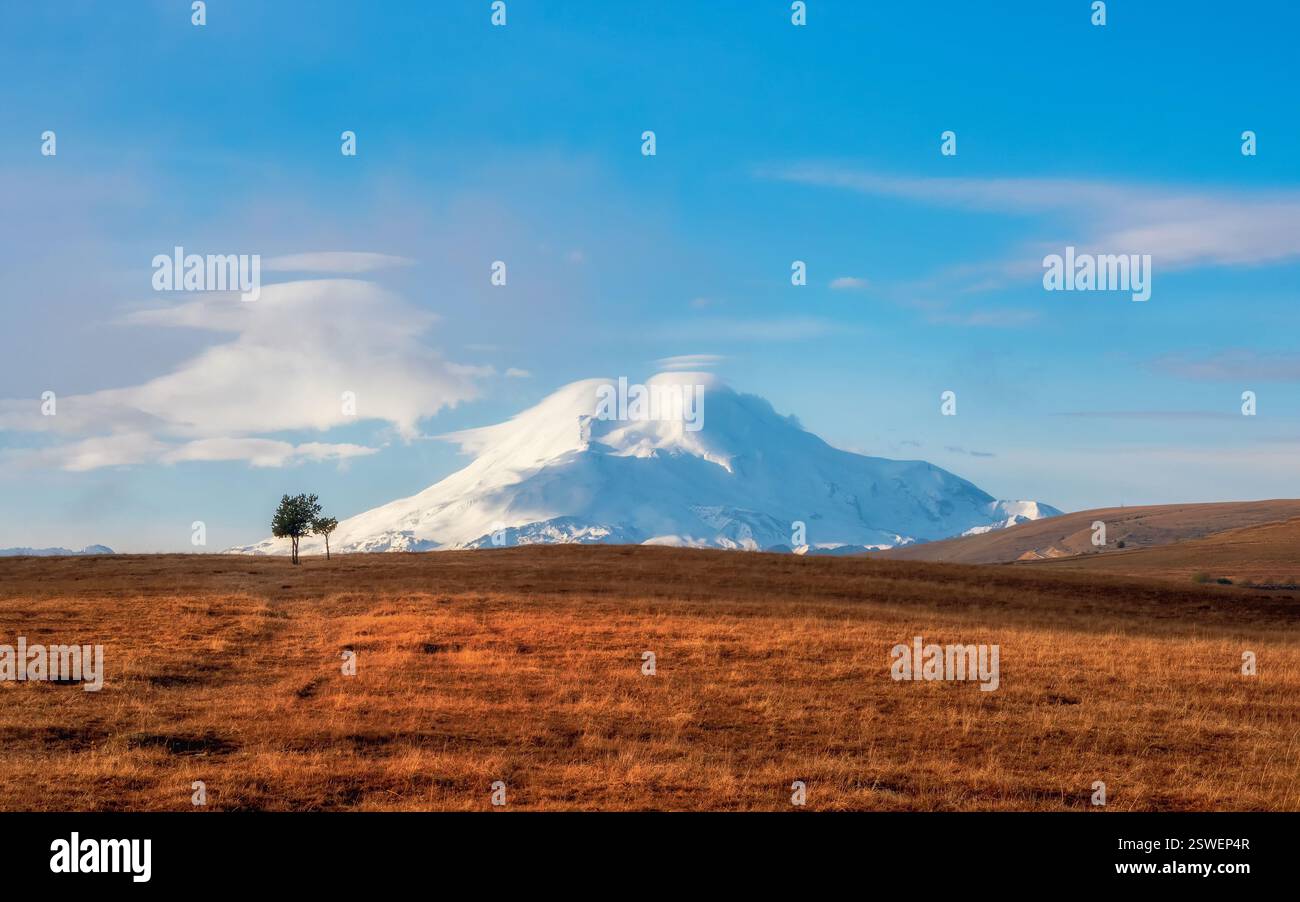 Huge expanse of a tree hi-res stock photography and images - Alamy