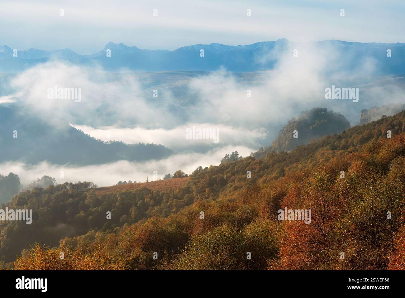 Cool of the forest hi-res stock photography and images - Alamy