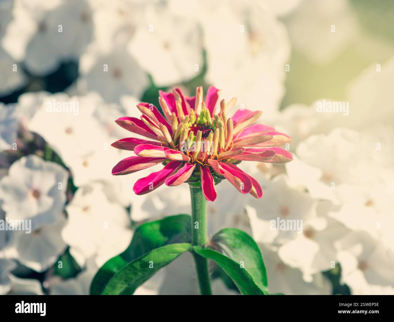 Cynia hi-res stock photography and images - Alamy