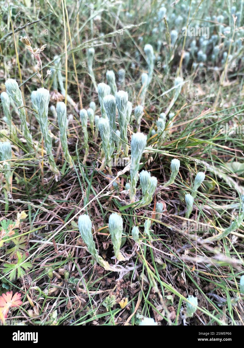Common Cudweed (Filago germanica), Plantae, Ladybelt Country Park Stock ...