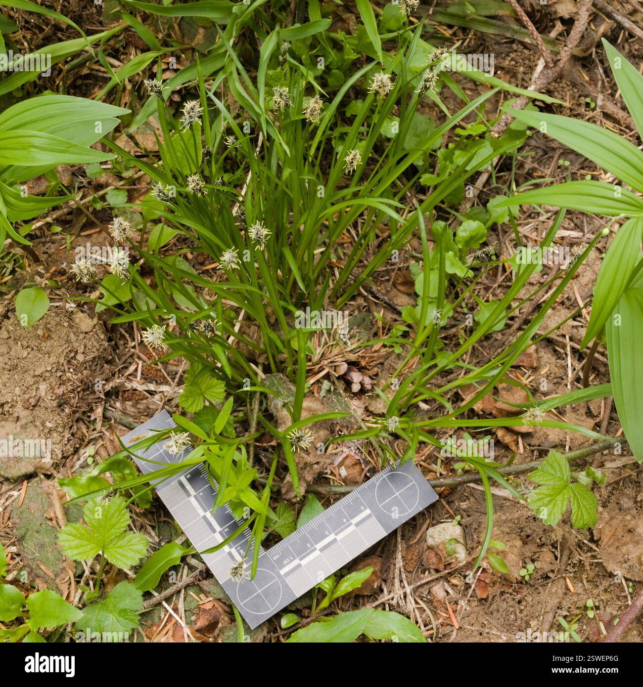 true sedges (Carex), Plantae, Benton County, OR, USA Stock Photo - Alamy
