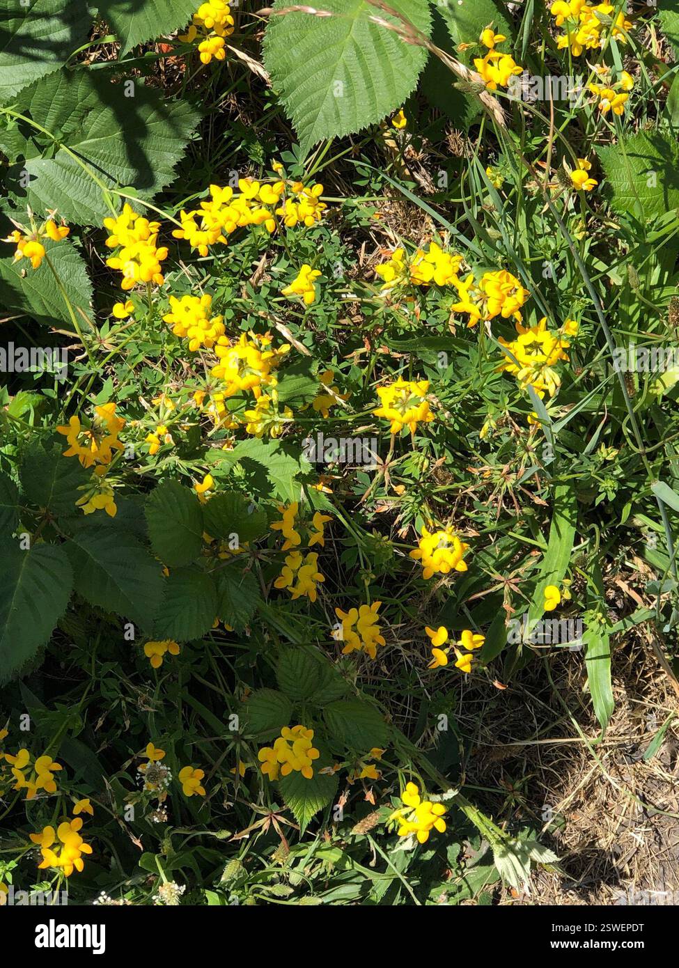 Blenkinsop lake hi-res stock photography and images - Alamy