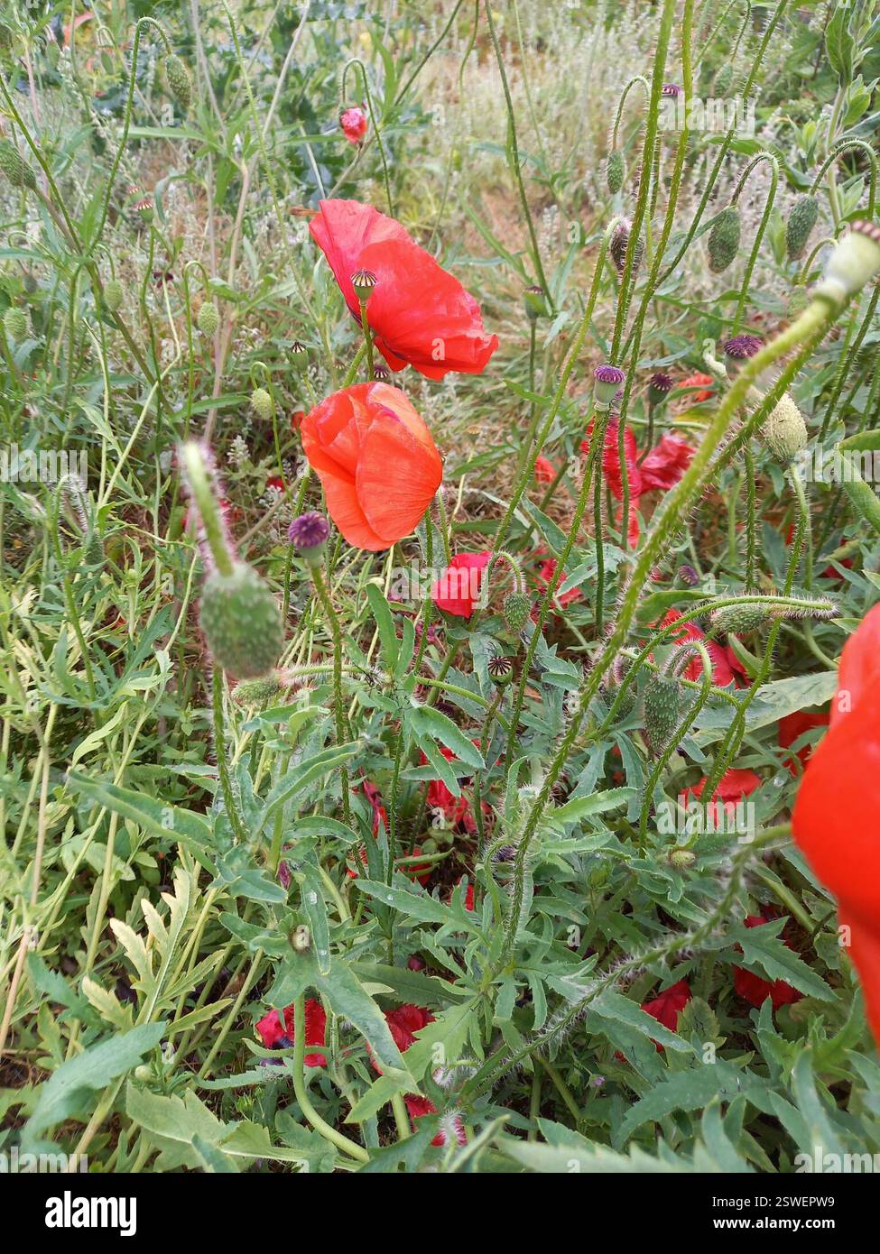 common poppy (Papaver rhoeas), Plantae, Manor Farm Business Park ...