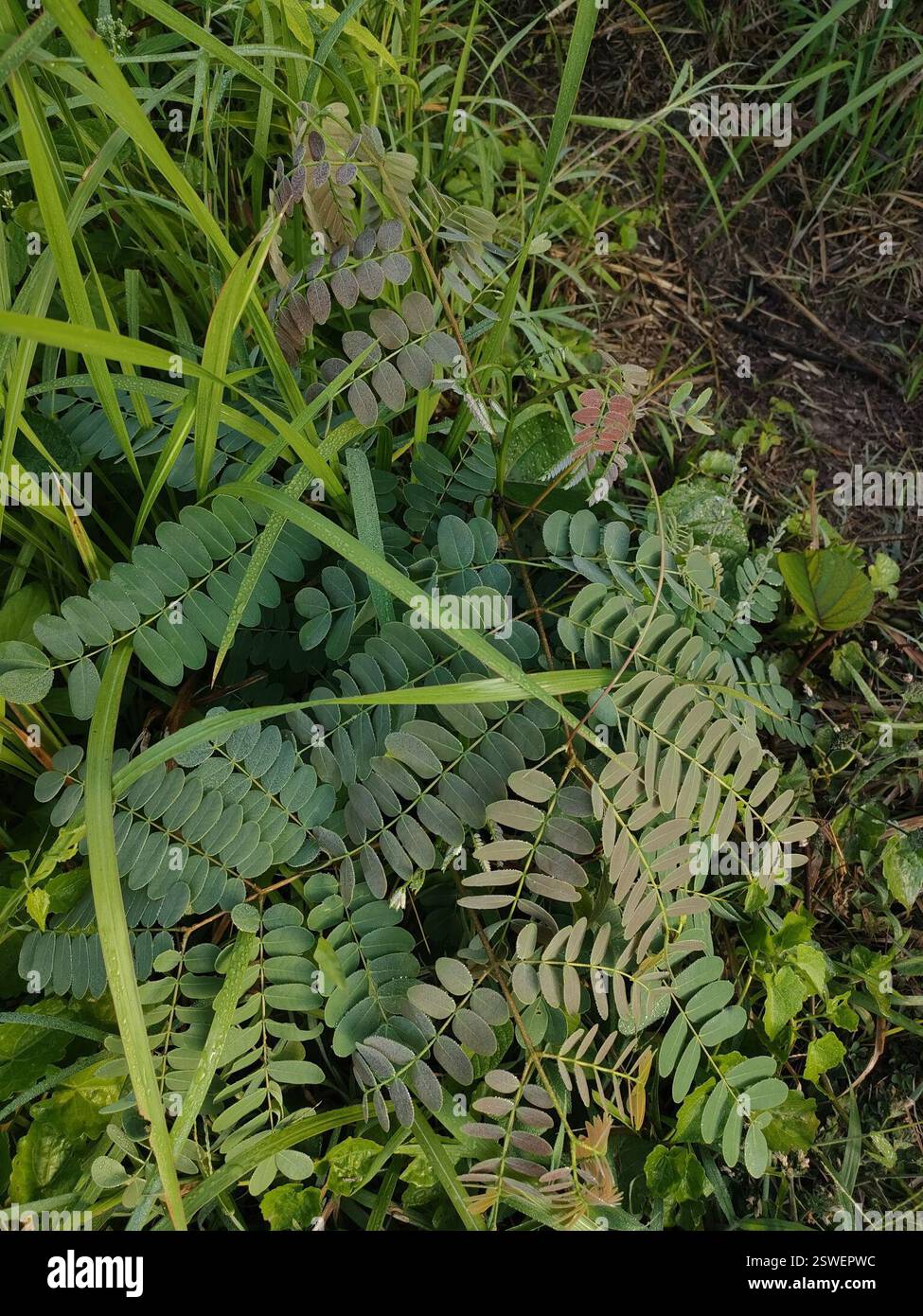 Saga Tree (Adenanthera pavonina), Plantae, G733+GGH, Kedewatan, Ubud ...