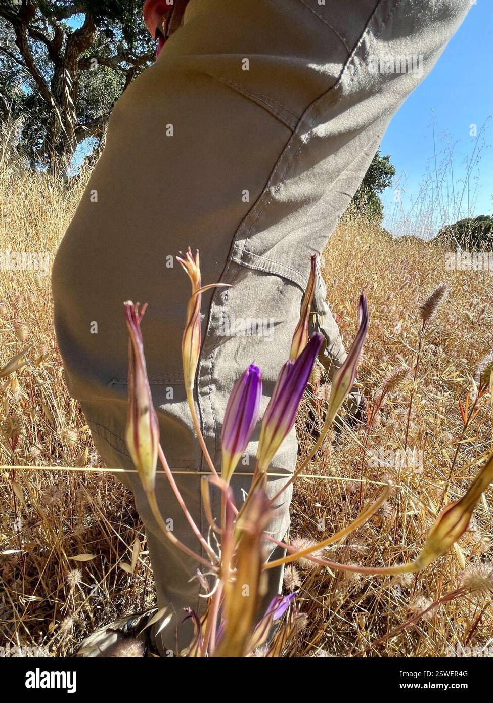 (Brodiaea elegans elegans), Plantae, Watkins Gate Rd, Marina, CA, US ...