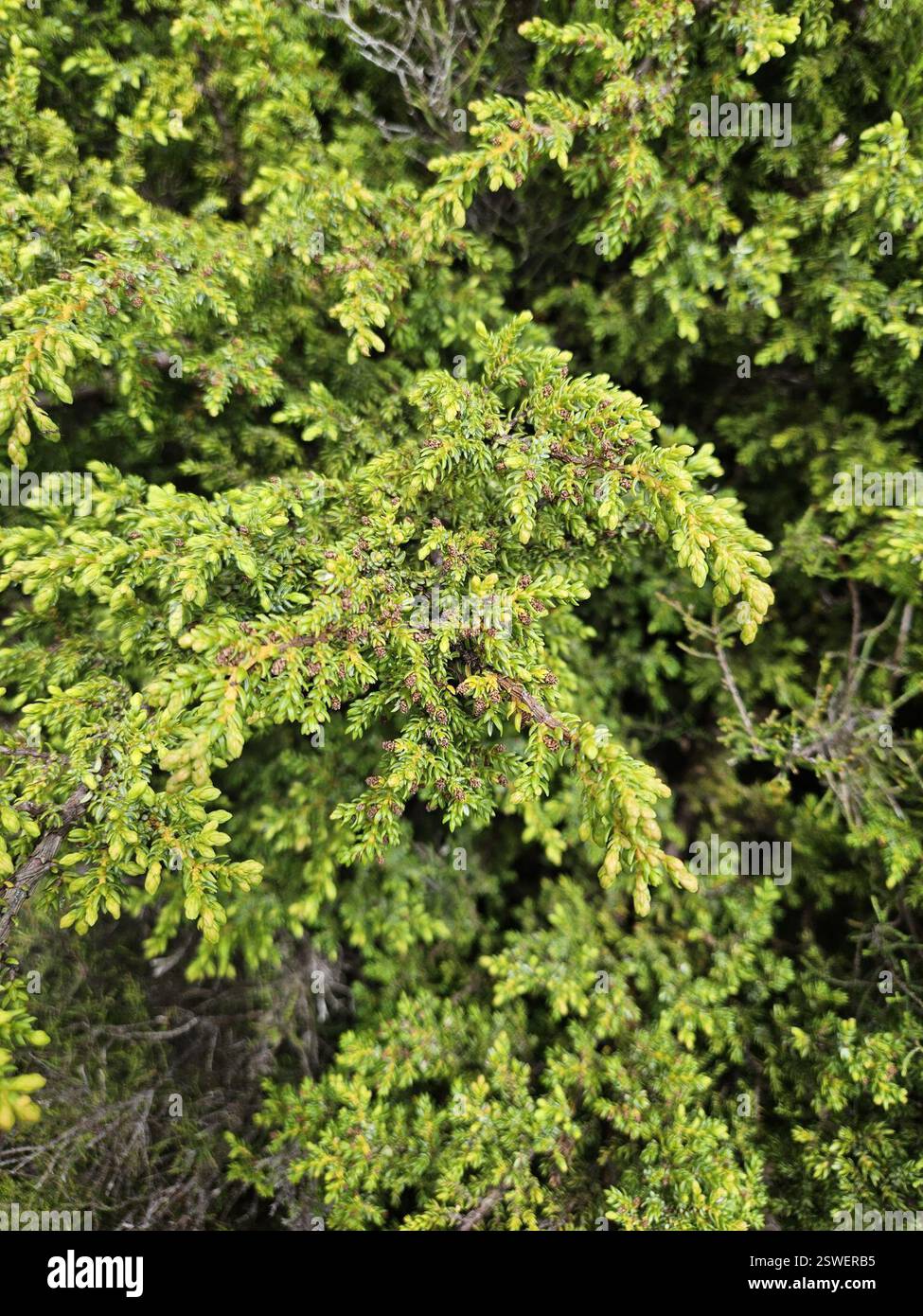 Azores juniper (Juniperus brevifolia), Plantae, Altares, Portugal ...