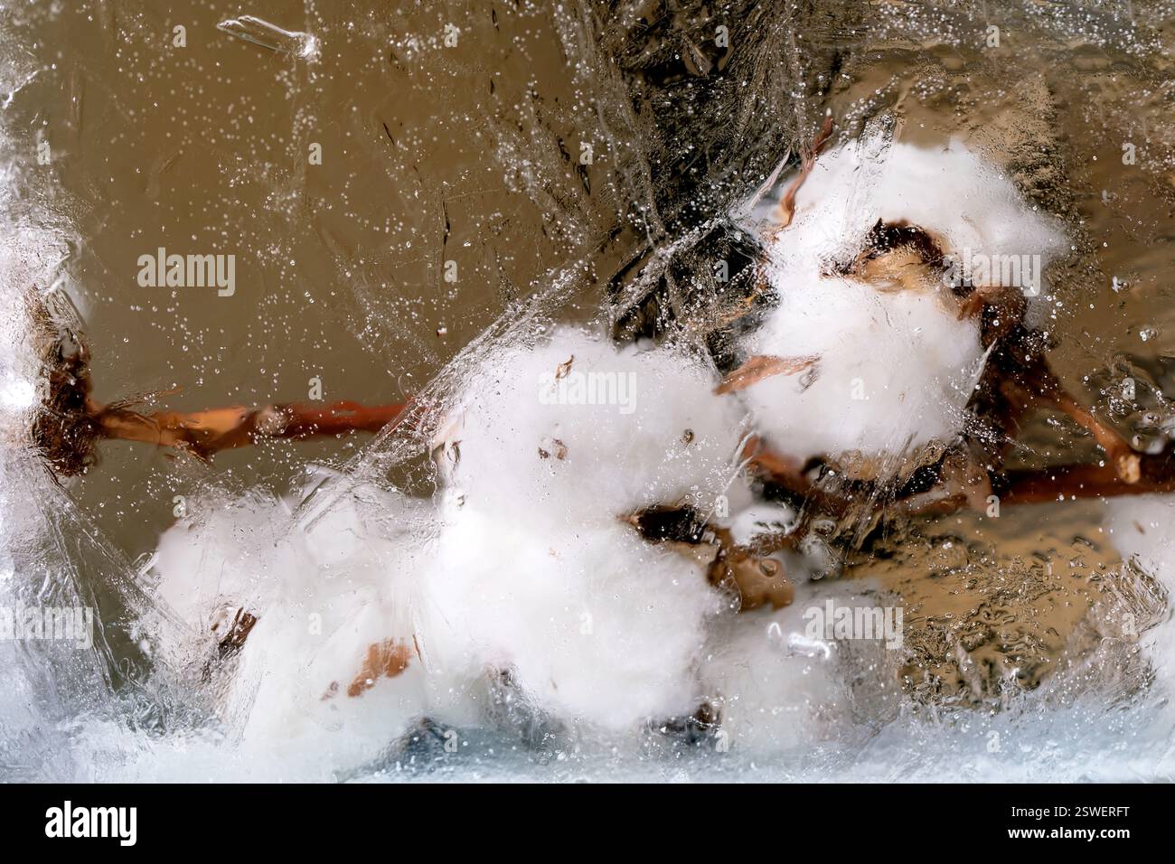 Beautiful flowers in ice Stock Photo - Alamy