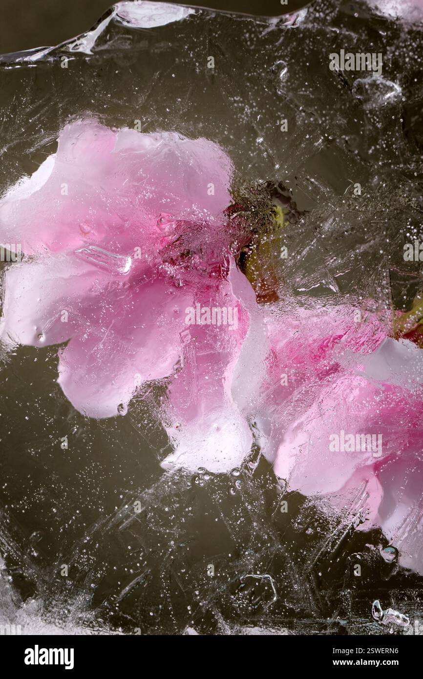 Beautiful texture ice flowers hi-res stock photography and images - Alamy