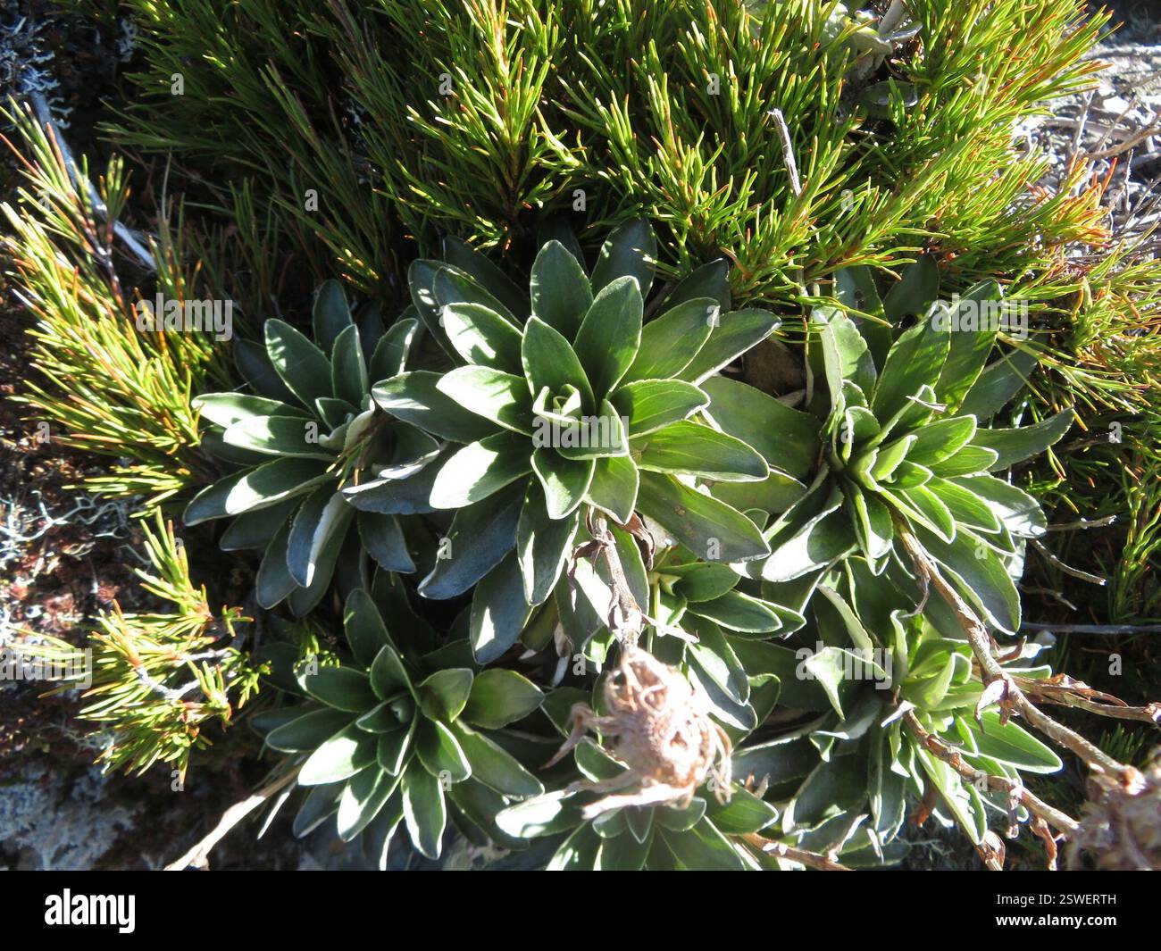 Mountain Daisy (Celmisia hieraciifolia), Plantae, Tararua Range Stock ...