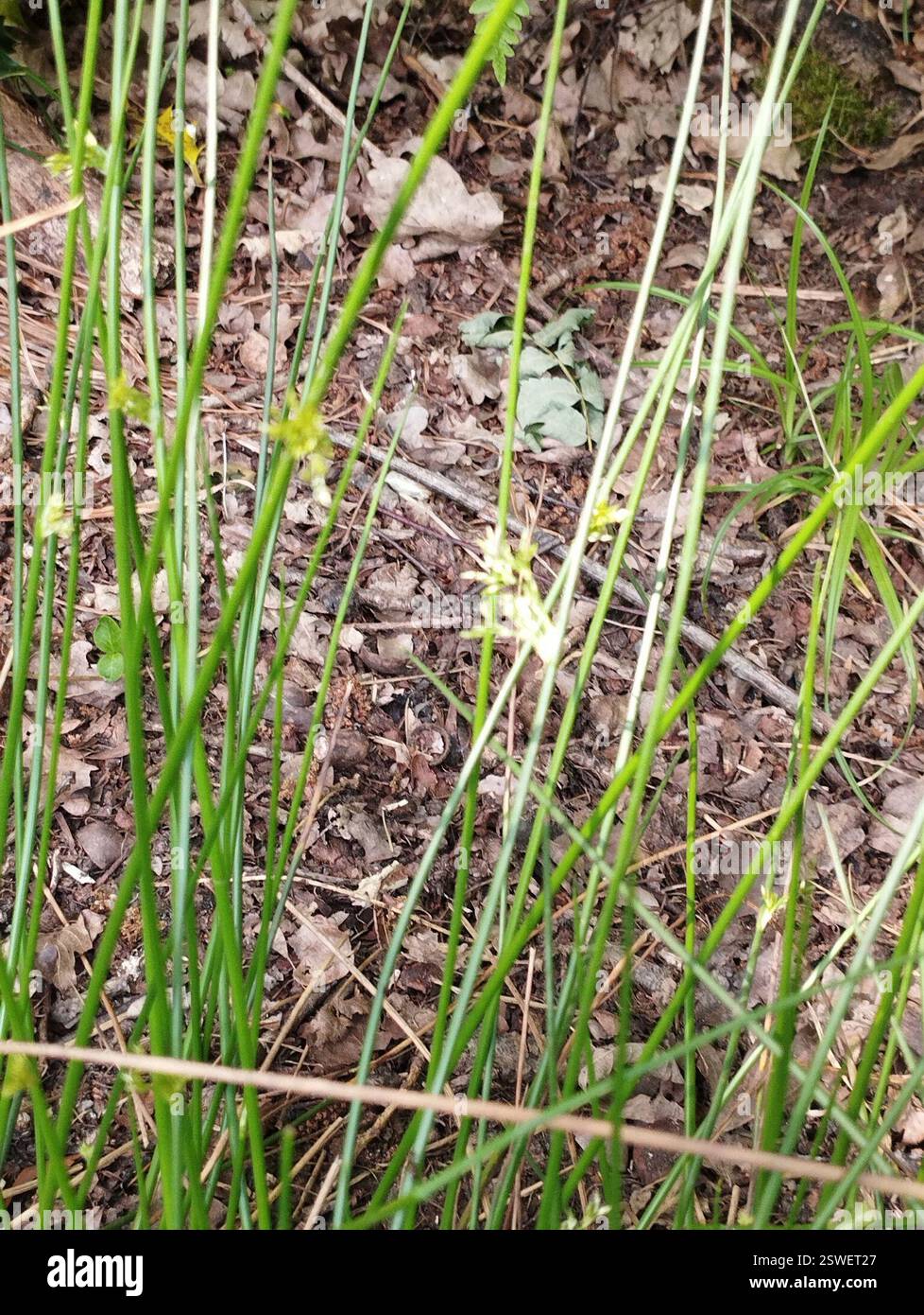 Soft Rush (Juncus effusus), Plantae, West End, Southampton SO30 3AZ, UK ...