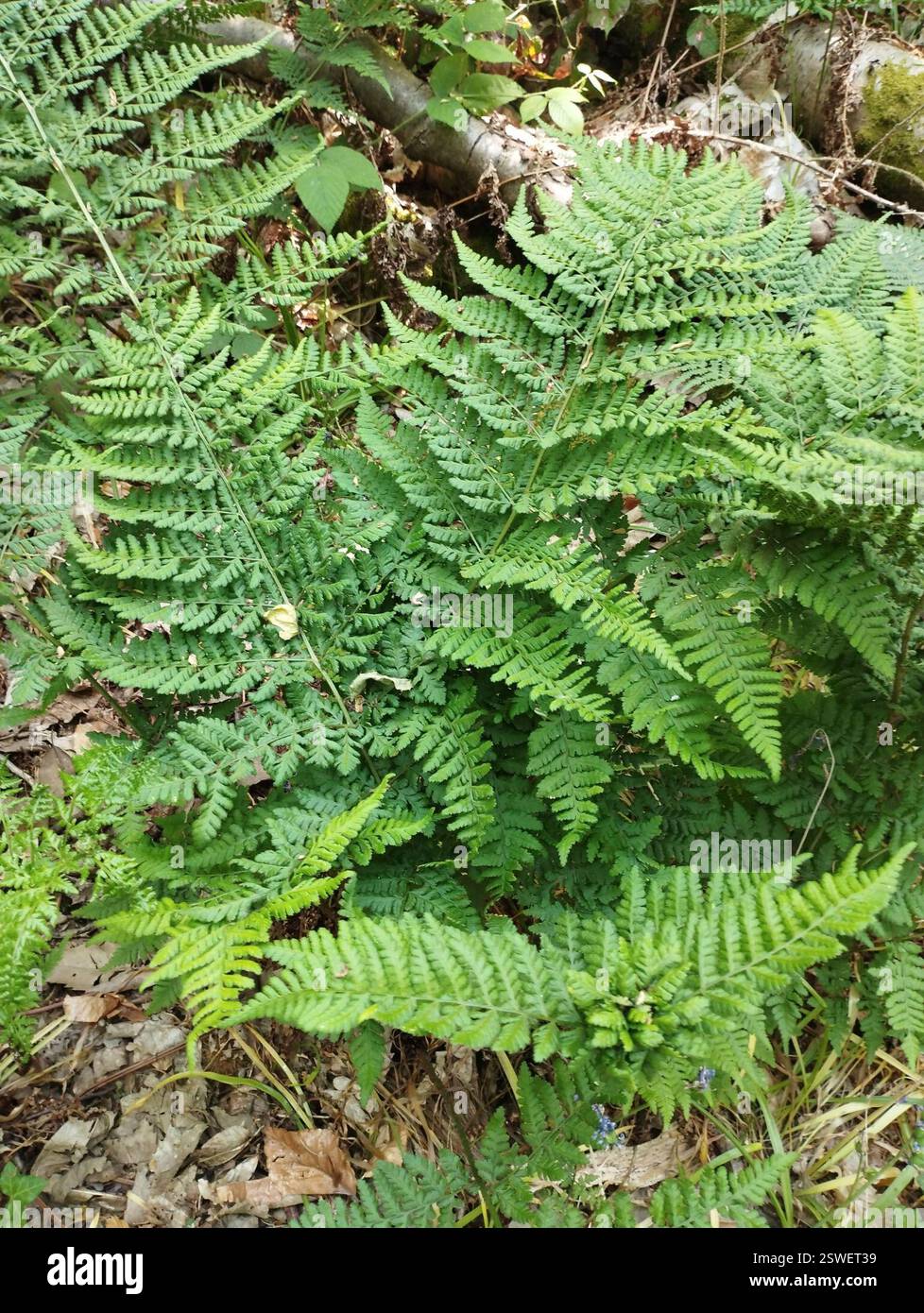 wood ferns (Dryopteris), Plantae, Southampton SO30 3XH, UK Stock Photo ...