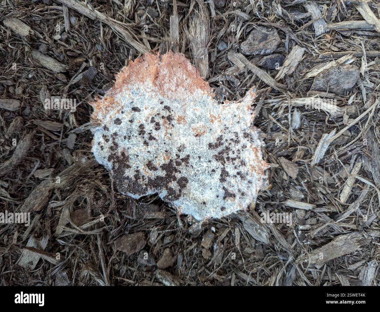 (Physaraceae), Protozoa, Bradfield Hall, Ithaca, NY 14850, USA Stock ...