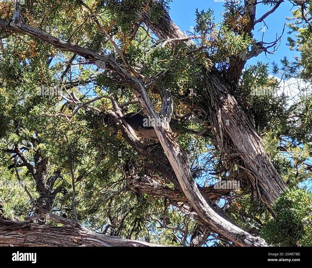 Woodhouse's Scrub-Jay (Aphelocoma woodhouseii), Aves, Grand Canyon ...