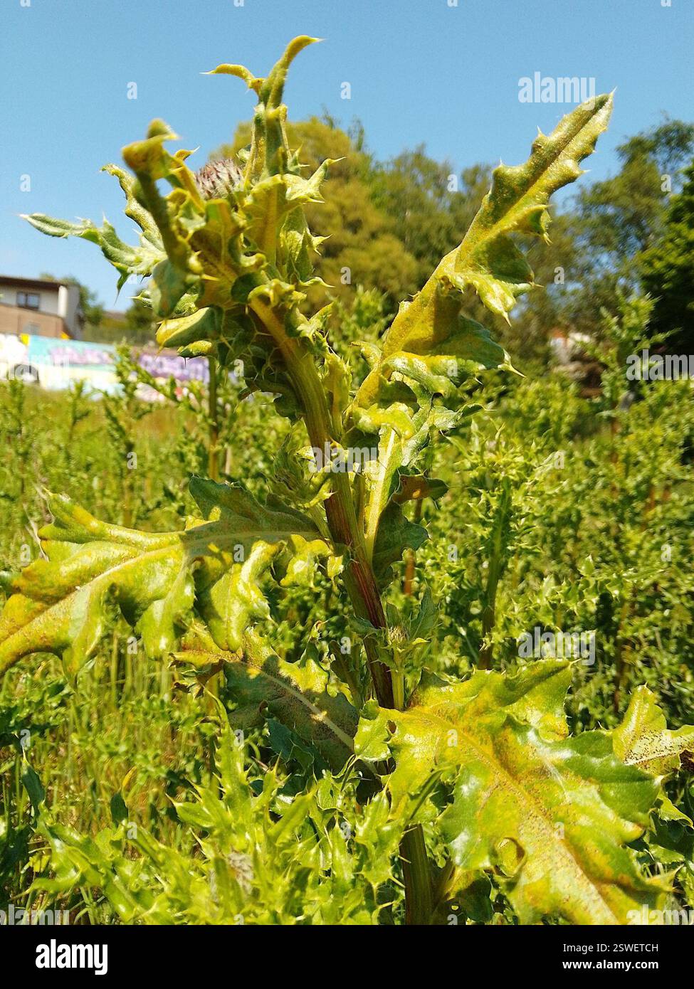 thistle rust (Puccinia suaveolens), Fungi, Dundee DD4, UK Stock Photo ...