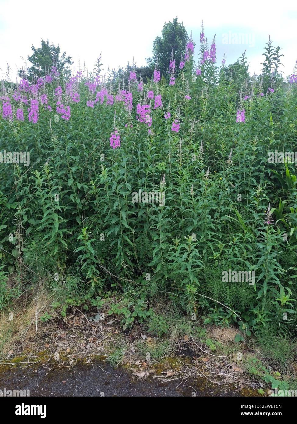 fireweed (Chamaenerion angustifolium), Plantae, IM1 2SH, Isle of Man ...