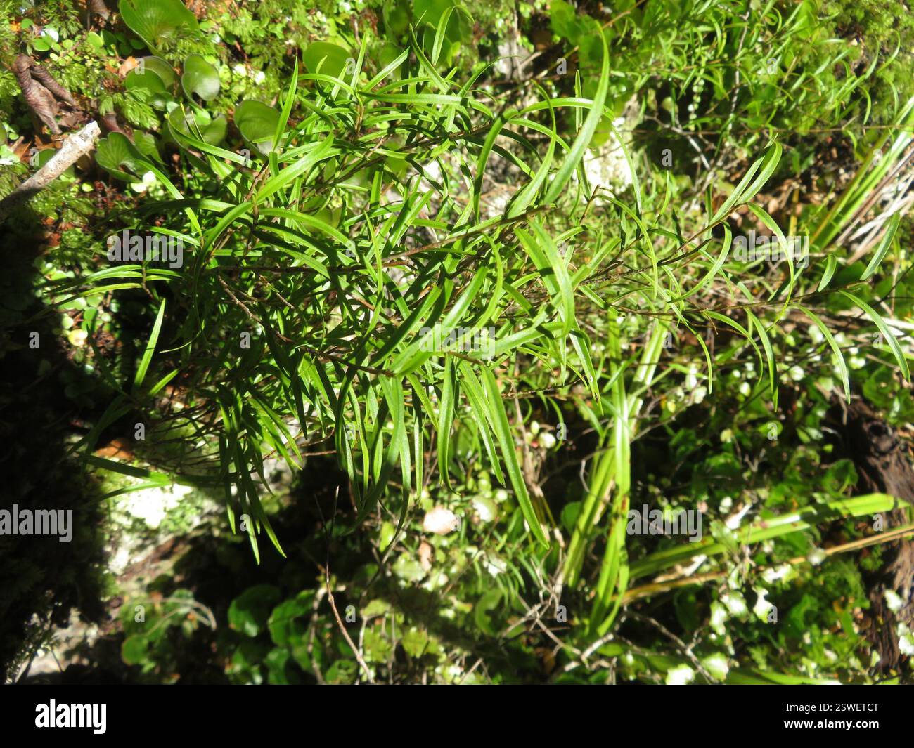 Winika (Dendrobium cunninghamii), Plantae, Carterton 5791, New Zealand ...