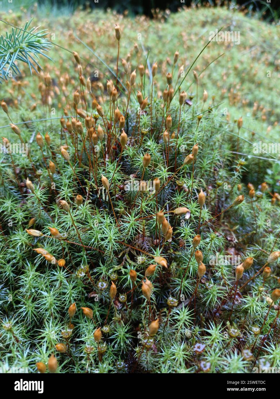 Common Haircap Moss (Polytrichum commune), Plantae, Lochearnhead FK19 ...