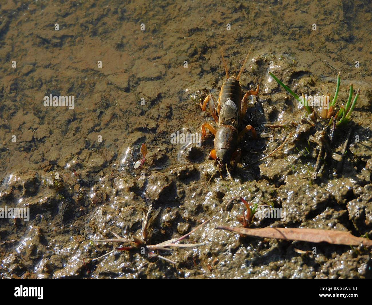 Southern Mole Cricket (Gryllotalpa australis), Insecta, Hobart TAS ...