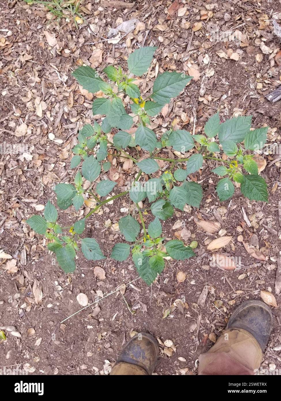 Large-flowered Tomatillo (Physalis philadelphica), Plantae, Elings Park ...