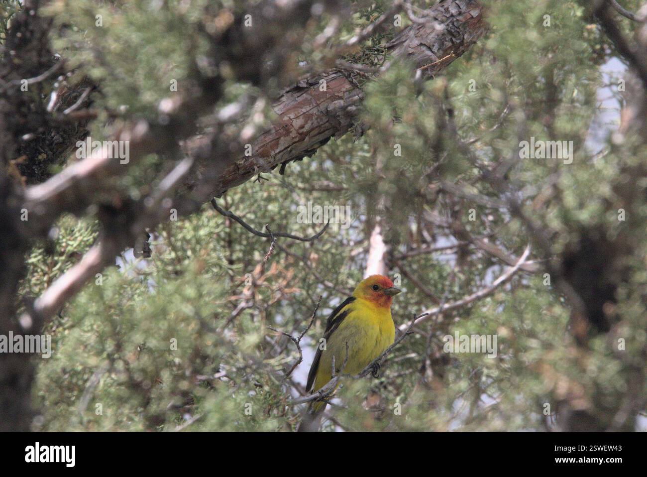 Western Tanager (Piranga ludoviciana), Aves, Harney, Oregon, United ...