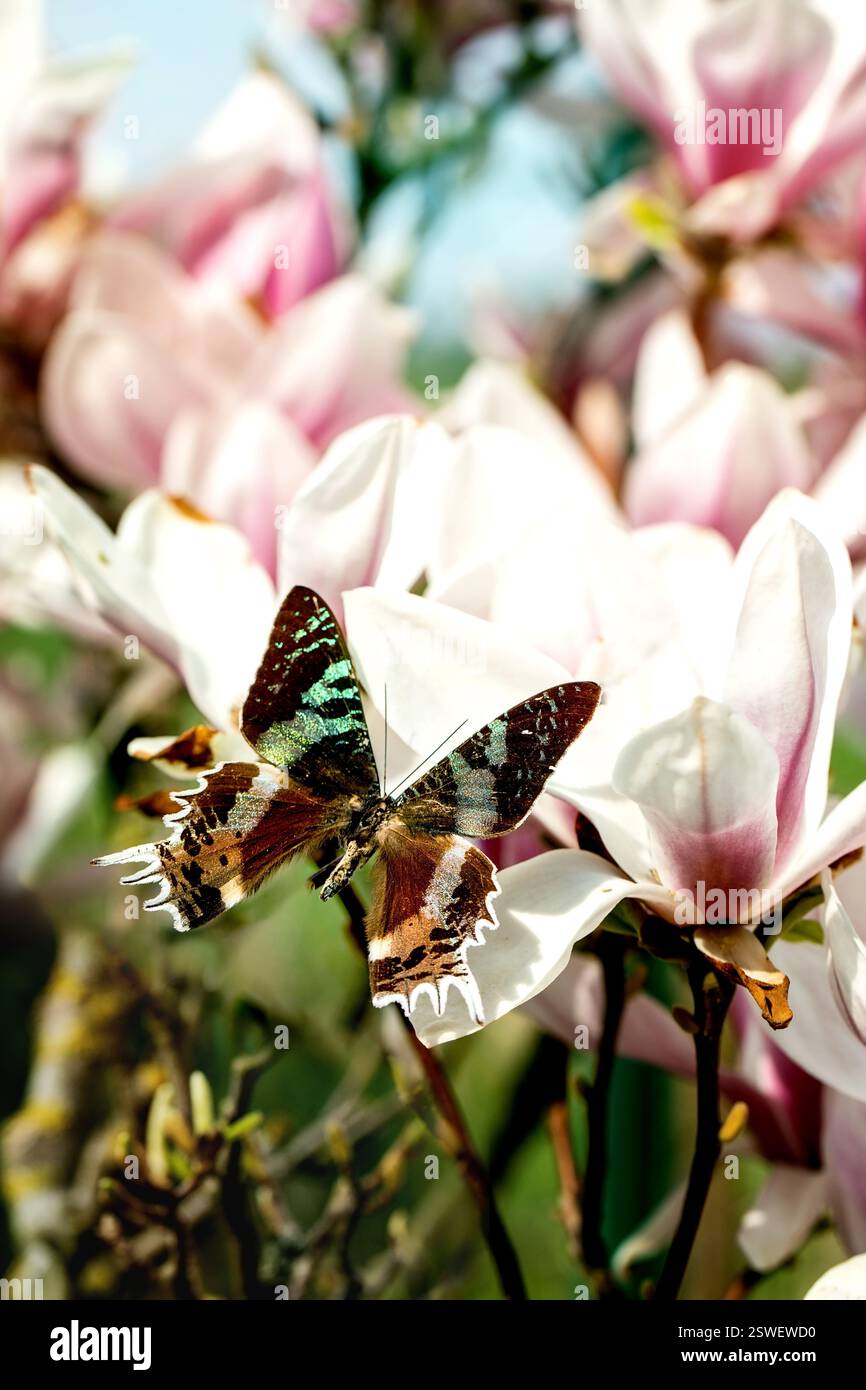 Flying giant tropical butterfly on magnolia Stock Photo - Alamy