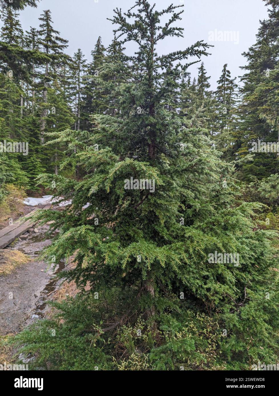 conifers (Pinopsida), Plantae, West Vancouver, BC, Canada Stock Photo ...