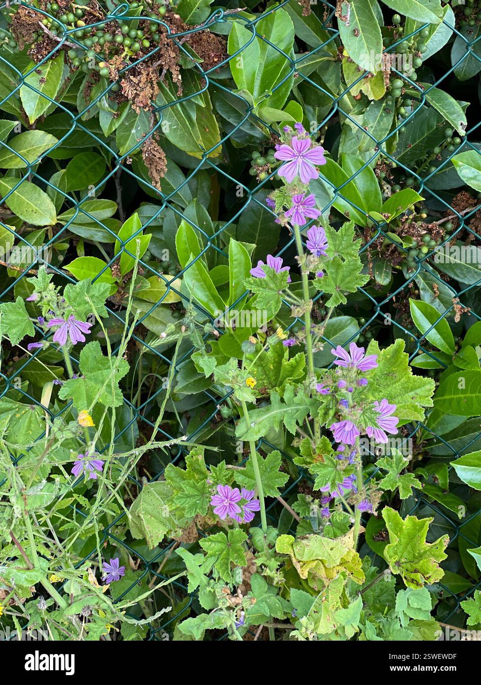 Common Mallow (Malva sylvestris), Plantae, Gusted Hall Lane, Hockley ...