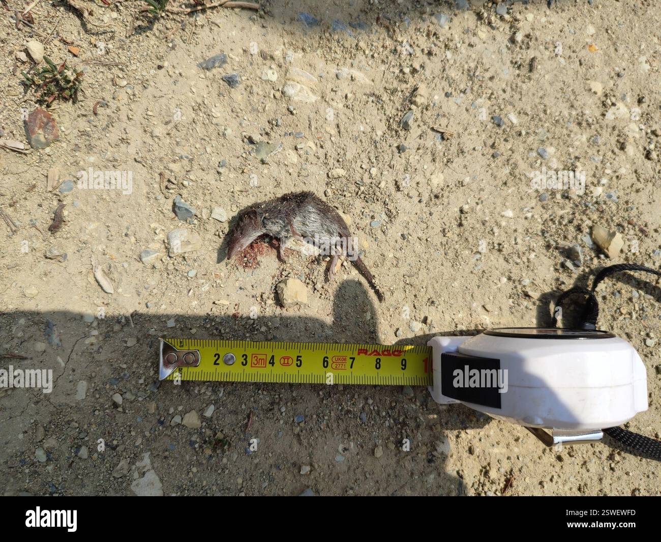 Eastern Lesser White-toothed Shrew (Crocidura suaveolens), Mammalia ...