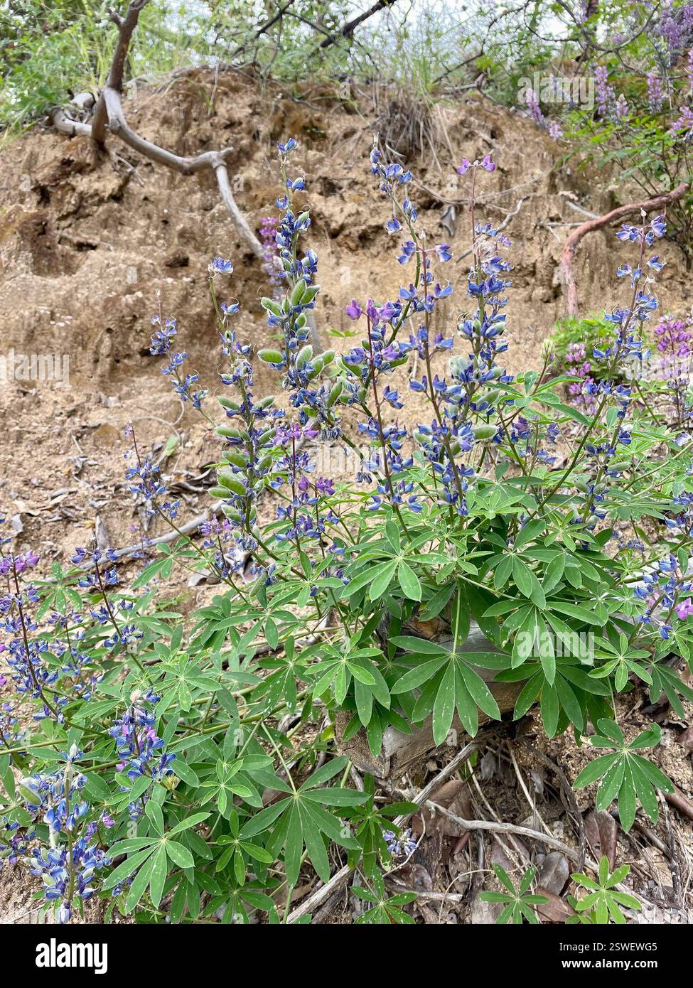 Broadleaf Lupine (Lupinus latifolius), Plantae, Carmel, CA, US, Lupine ...