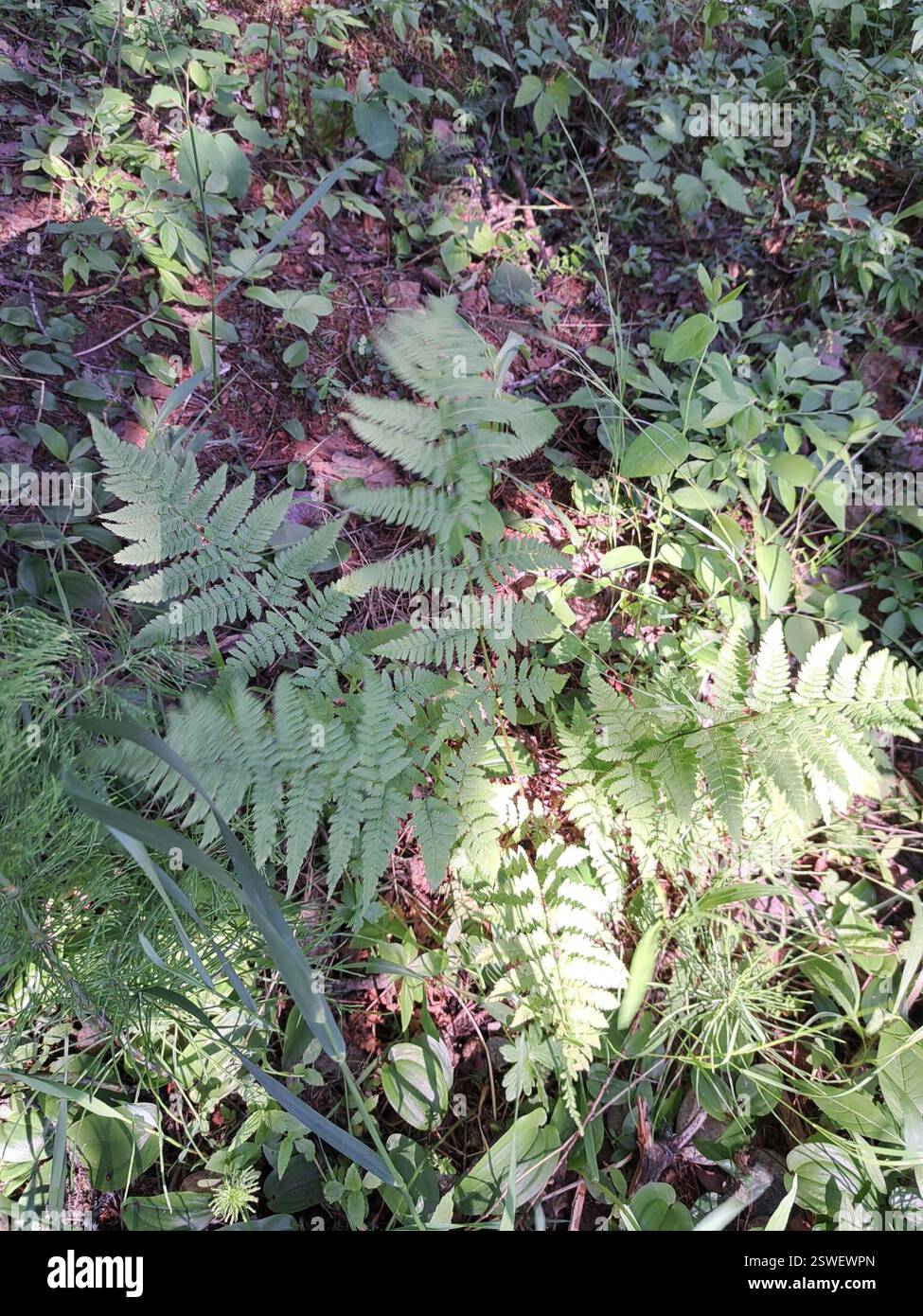northern lady fern (Athyrium angustum), Plantae, Dryden, ON P8N 3B5 ...