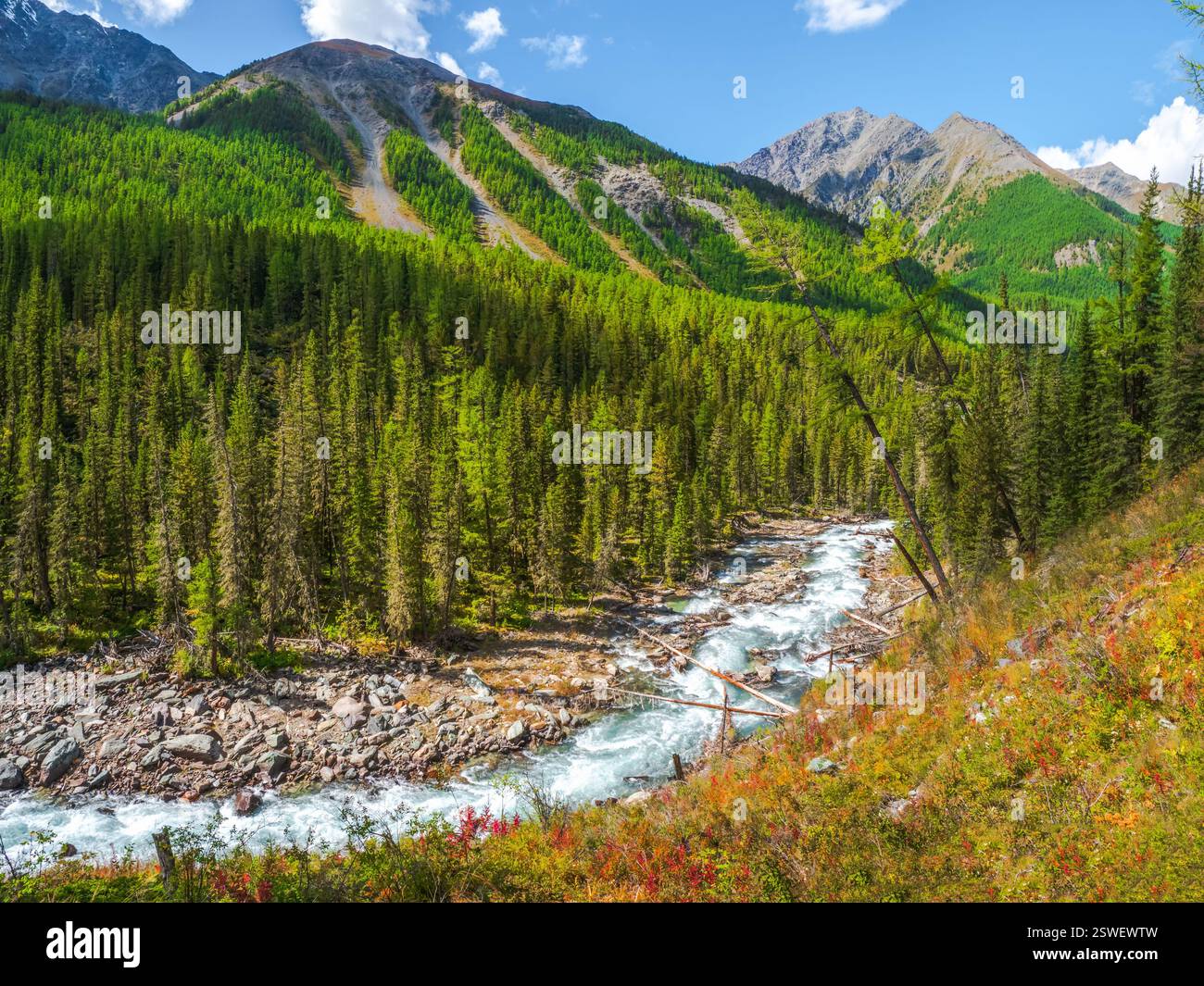 Mountain autumn river flow through forest. Beautiful alpine landscape with azure water in fast ...