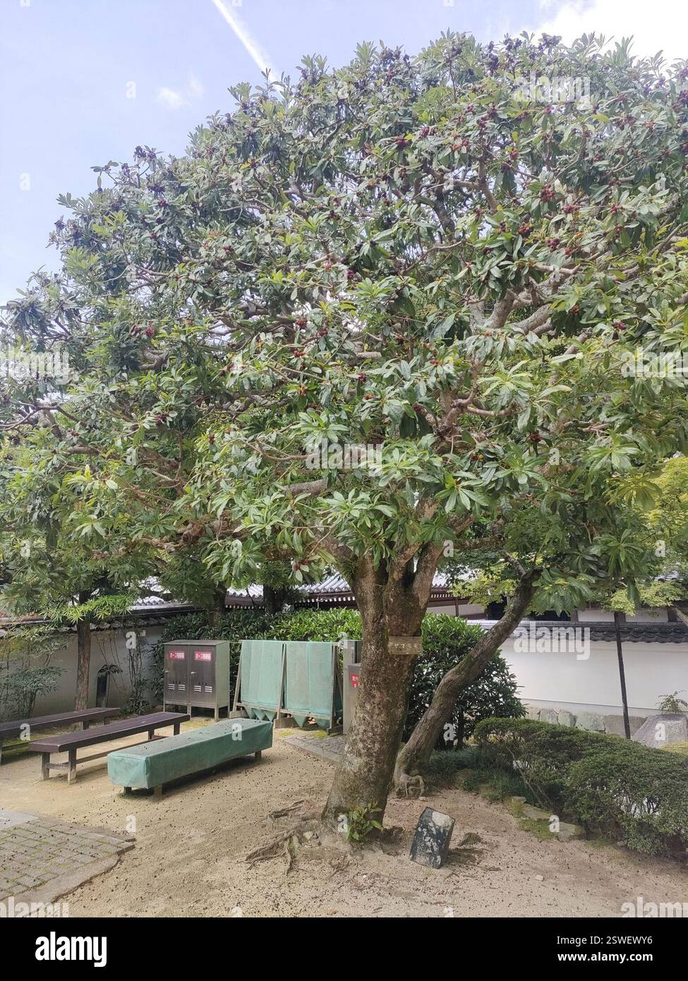 Chinese Bayberry (Morella rubra), Plantae, Takarazuka, JP-HG, JP Stock ...