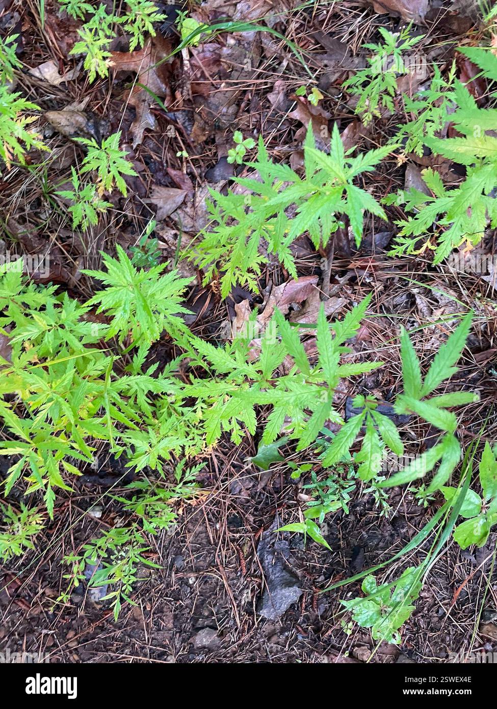 American ipecac (Gillenia stipulata), Plantae, Tyler State Park, Tyler ...